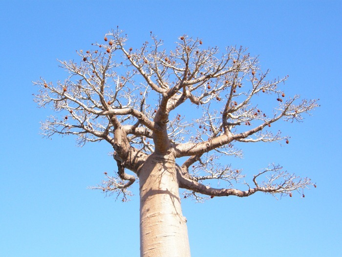 Baobab: The Upside-Down Tree | Amusing Planet